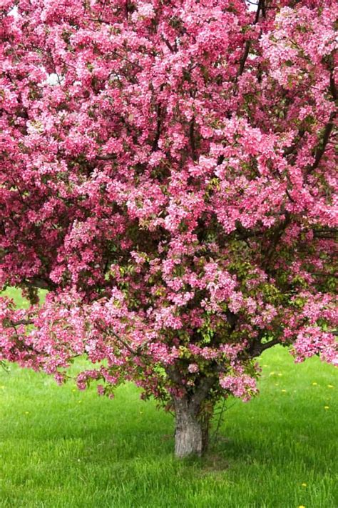 Most Fragrant Trees To Make Your Garden A Scented Paradise
