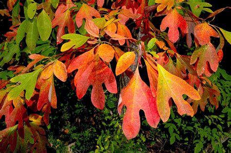 Get Your Botany On Sassafras Color