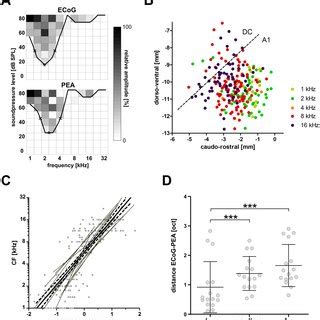 The New ECoG Grid Enabled Recordings Of Evoked LFP Responses Similar To Download Scientific