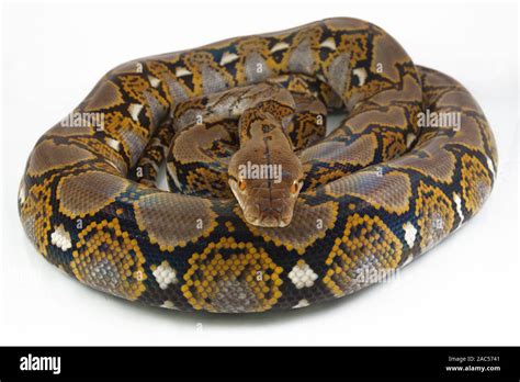 reticulated python python reticulatus isolated on white background