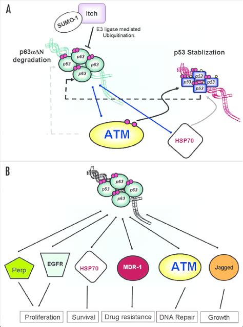 a cross talk between p63 and p53 the basic transcriptional control