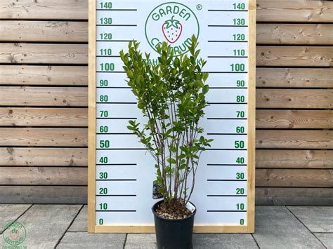 Arónia čiernoplodá ´VIKING´| 60-90 cm| zahradnici.sk