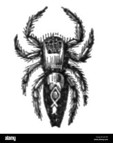 An Image Of A Jumping Spider From Psm V33 D811 Showcasing Its Distinctive Features Like Its