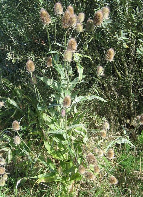 Dipsacus Manfaat Efek Samping Dan Tips Penggunaan Idn Medis