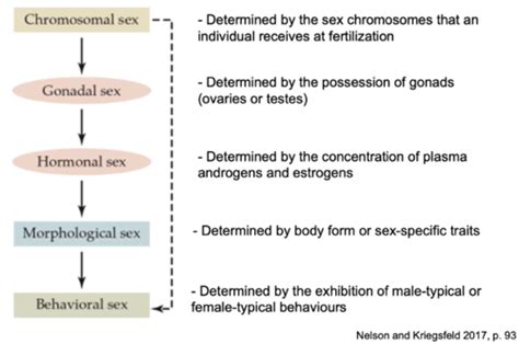l6 behavioural endocrinology ii sex hormones hierarchies and