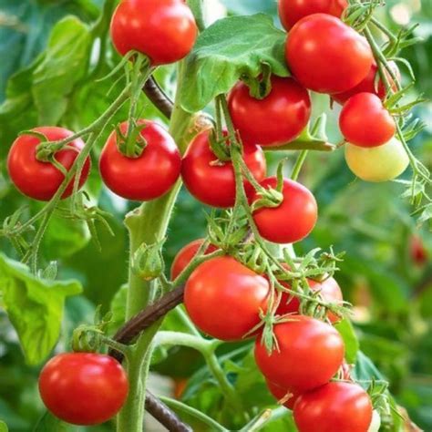 Micro Dwarf Tiny Tim Early Micro Dwarf Tomato