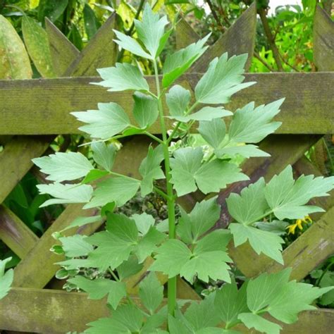 Leustean Gardenexpert Ro