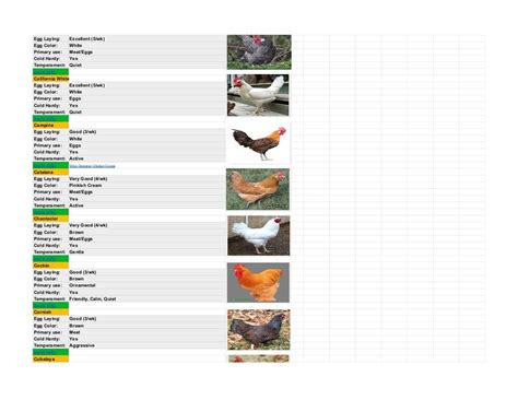 The Chicken Breed List With Infopdf