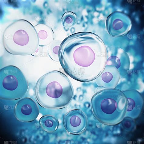 显微镜植物细胞在下面人类囊胚人类兹戈特干细胞生物科技有丝分裂人工授精生物学素材 花瓣网