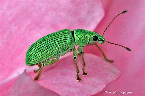 Pale Green Weevil Polydrusus Formosus Bugguidenet