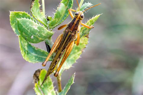 American Bird Grasshopper From Lewisville Tx Usa On August 11 2024 At 0424 Pm By Kerry