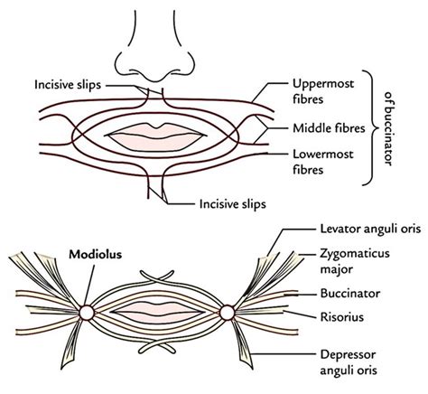 Face Anatomy Earths Lab