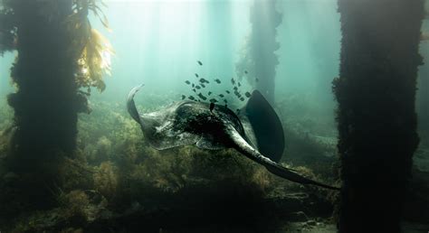 Fotografia Submarina