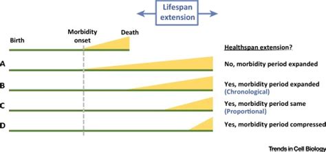 Does Longer Lifespan Mean Longer Healthspan Trends In Cell Biology