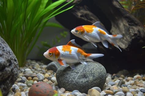 Premium Ai Image D Koi Carassius Auratus Aquarium Fish Feed Aquarium