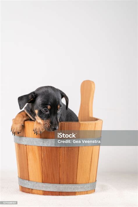 흰색 배경에 고립 된 나무 사우나 양동이에 귀여운 잭 러셀 테리어 강아지의 초상화 0명에 대한 스톡 사진 및 기타 이미지 0명 가축 갈색 Istock