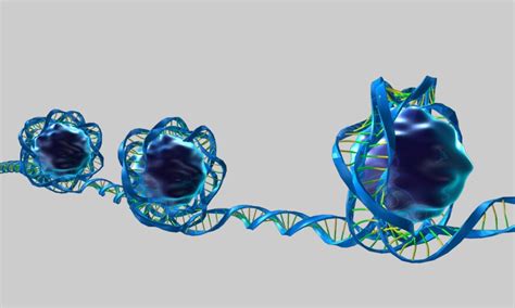 38 Facts About Nucleosome
