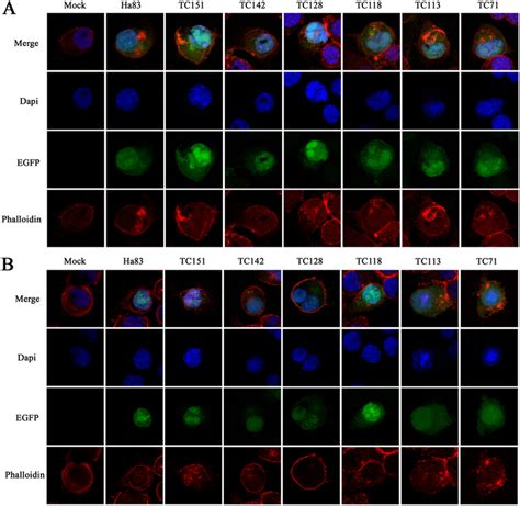 Subcellular Localization Of Ha83 And Truncated Mutants As Demonstrated Download Scientific