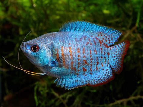 Gourami Fish Types Guide To Gourami Types And Species Fish Laboratory
