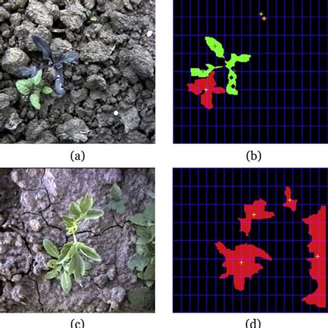 Pdf A Novel Weed And Crop Recognition Technique For Robotic Weed Control In A Lettuce Field