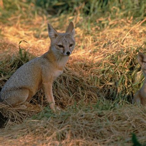 Info über Den Blassfuchs Aus Der Wüste