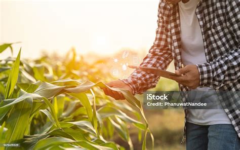 농부는 스마트 농업 인터페이스 아이콘과 가벼운 플레어 일몰 효과가 있는 옥수수 작물 경작지에서 디지털 태블릿을 사용합니다 농업 사업 개념을 위한 스마트하고 새로운 기술