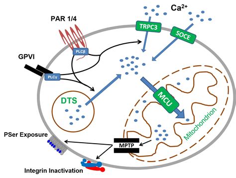 Procoagulant Platelets Thrombodiagnostics