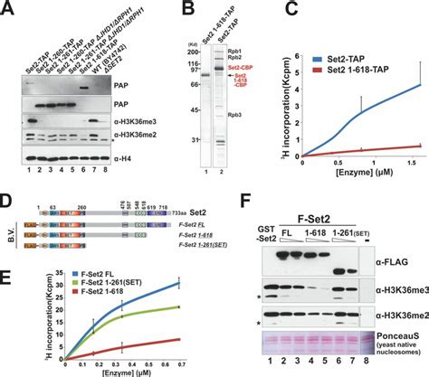 Set2 Contains An Auto Inhibitory Domain For The H3k36 Methyltransferase
