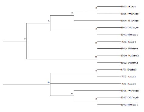 Results Of Sequence Analysis With Mega X Application To Find