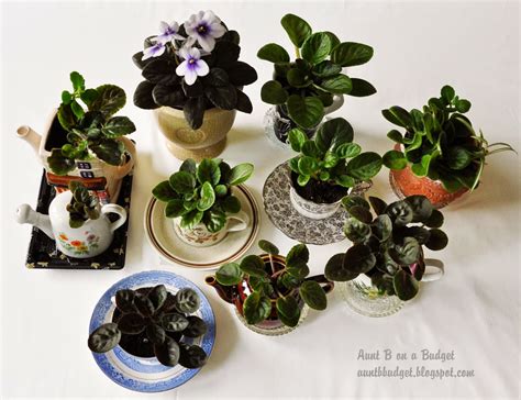 Bethanne On A Budget Growing African Violets From Leaf Cuttings