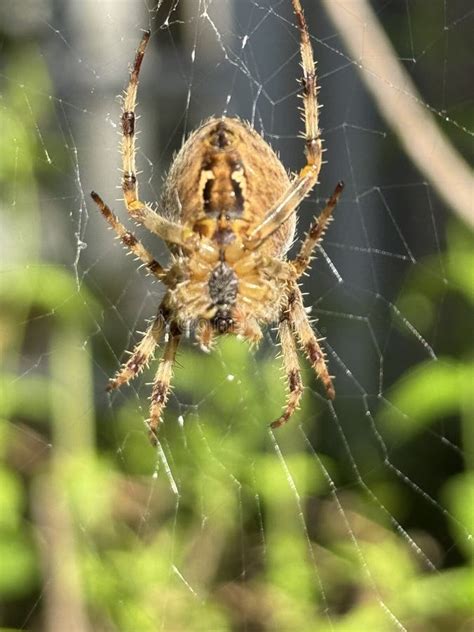 Cross Orb Weaver In Its Web Stock Image Image Of Pumpkinspider Araneae 341265051