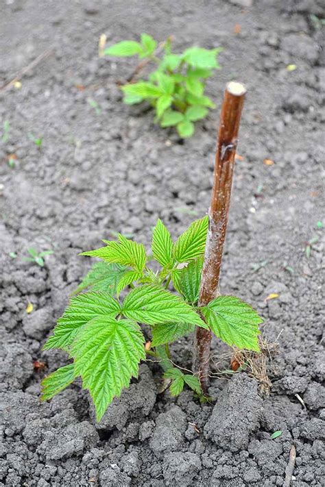 How To Grow Raspberry Plants Raspberry