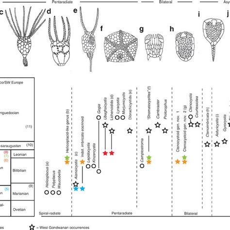 Examples Of Echinoderms From The Cambrian Stages 3 5 Of Morocco A Download Scientific Diagram