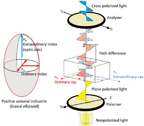 6 Schematic Of A Polarized Light Microscope Download Scientific Diagram