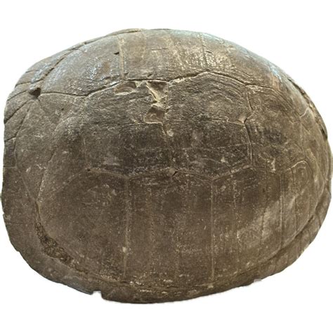 Complete Fossil Turtle Incredible Prehistoricoregon