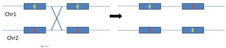 Schematic Representation Of Intron Mediated Recombination Download Scientific Diagram