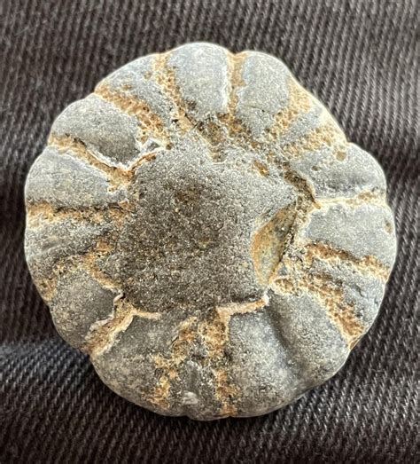 Is This A Fossil Found In Norfolk Uk R Fossils