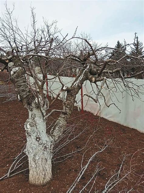 Растителна защита за овошките през февруари Български Фермер