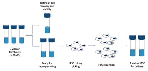 ipsc generation stem cell research creative bioarray creative bioarray