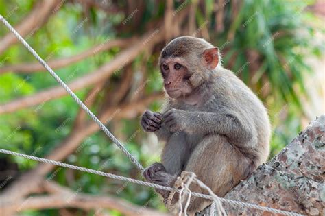 Macaque Monkey Habitat