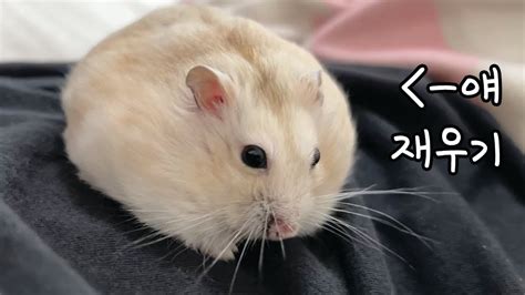 햄스터 마스터가 순둥이 햄스터를 만지면 잠이들까 Youtube