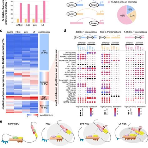 Identifying Potential Runx1 Co Tfs In Mediating Enhancerpromoter Download Scientific Diagram