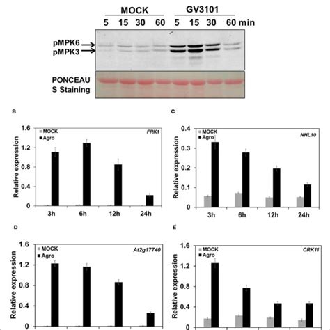 Global Transcriptome Analysis Indicates That Agrobacterium Triggered