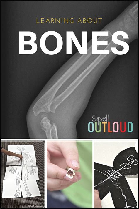 Human Body Learning About Bones Artofit