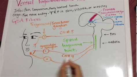 Trigeminal Lemniscus Caudal Ventral Trigeminothalamic Tract Youtube