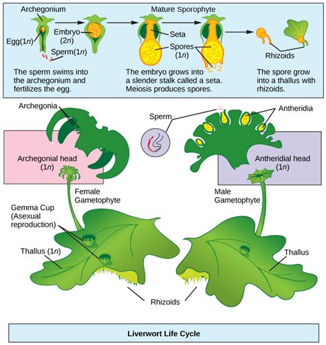 Bryophytes Openstax Biology 2e