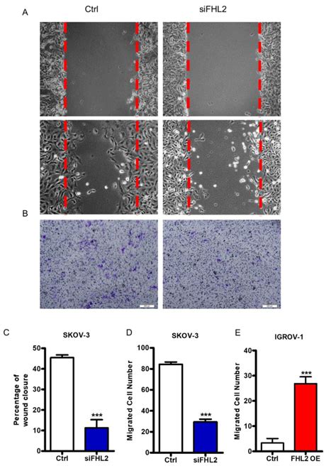 Four And A Half Lim Domains 2 Fhl2 Contribute To The Epithelial