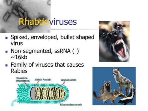 Ppt Lecture 32 Classification And Taxonomy Of Rna Viruses Powerpoint Presentation Id 305948