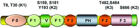 Domain Structure Of A Prototypic Kindlin With Functionally Important Download Scientific