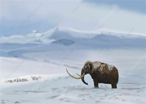 Woolly Mammoth Mammuthus Primigenius Stock Image C050 2007